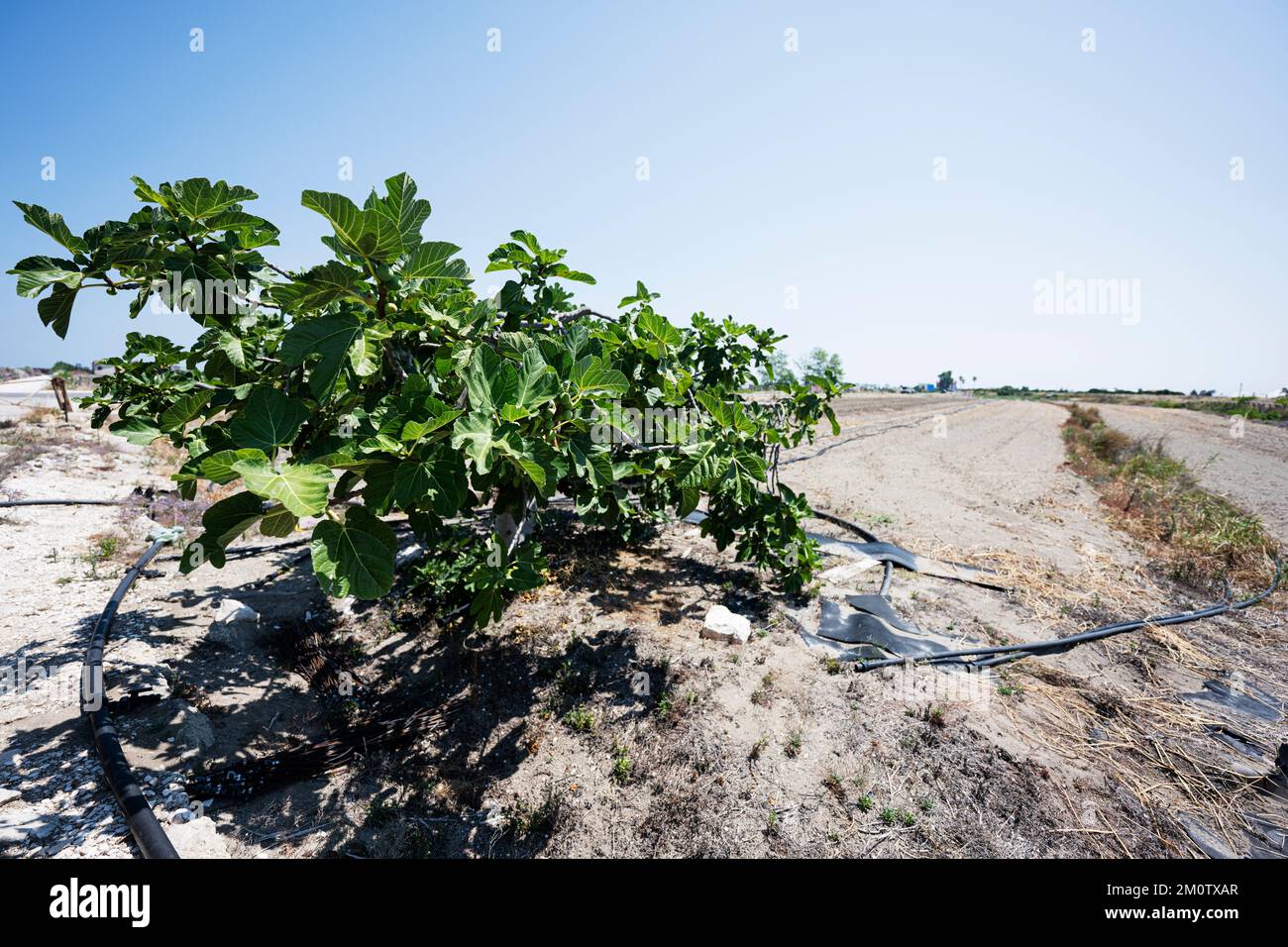 Fig tree in Saline Margherita di Savoia of Italy Stock Photo - Alamy