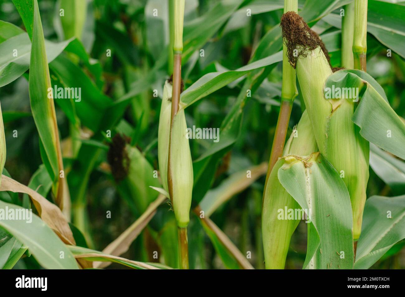 Corn cob growing in a corn field Stock Photo - Alamy