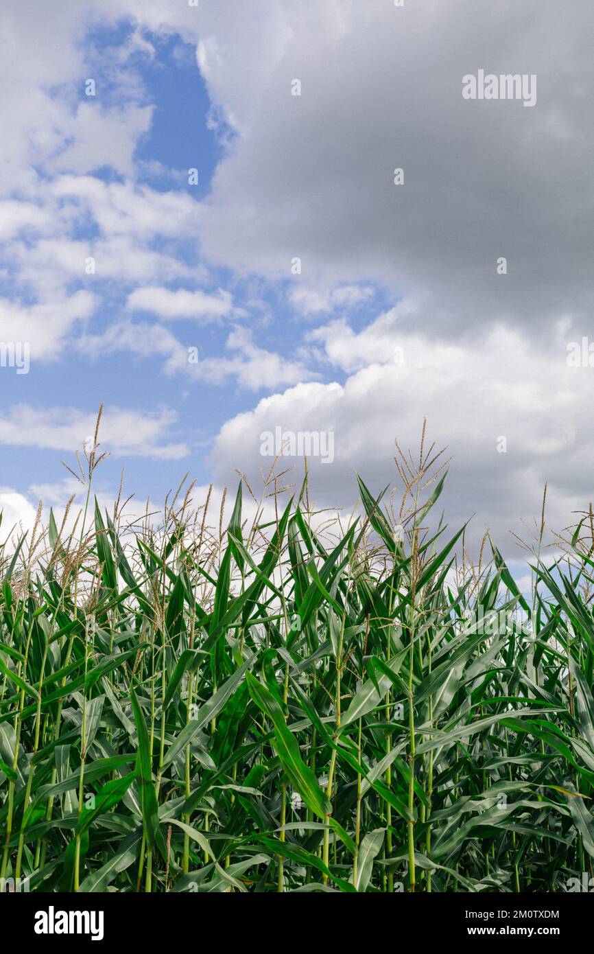 Corn field and clouds. Landscape with cornfield Stock Photo - Alamy