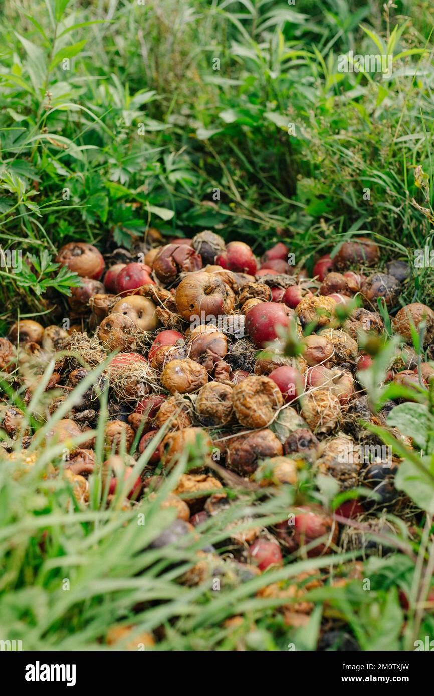 Many rotten apples are piled on the grass Stock Photo - Alamy