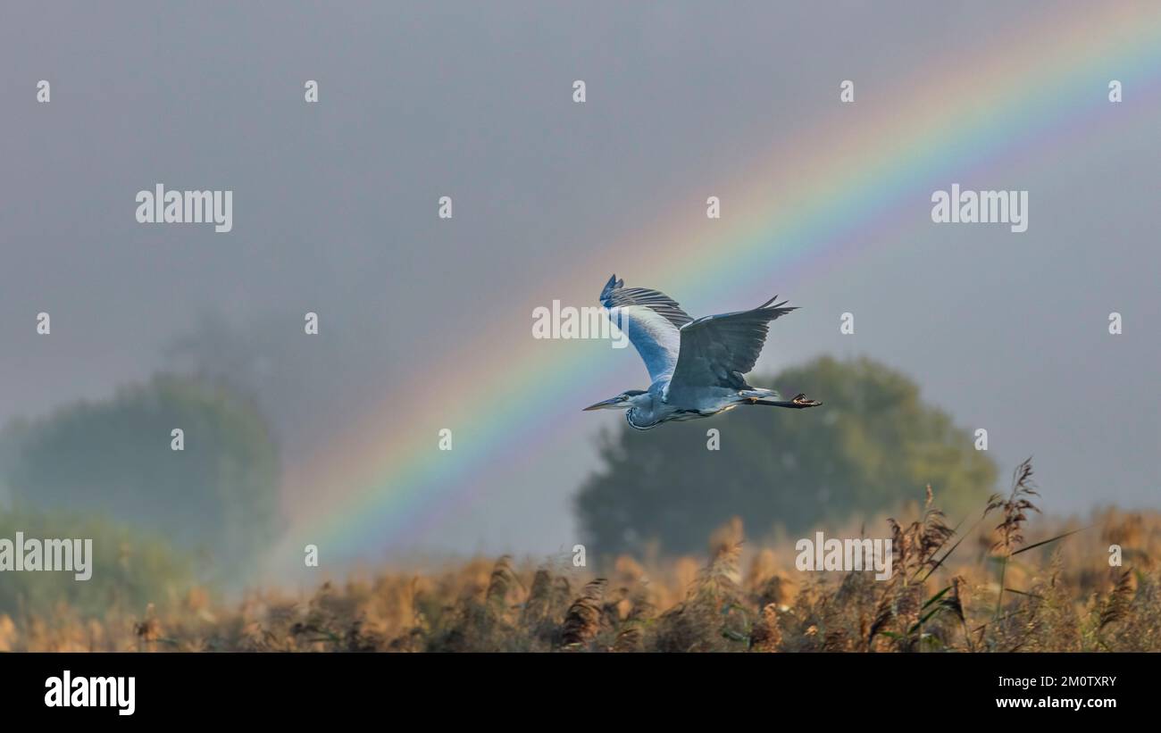 Grey heron in flight through a rainbow Stock Photo - Alamy