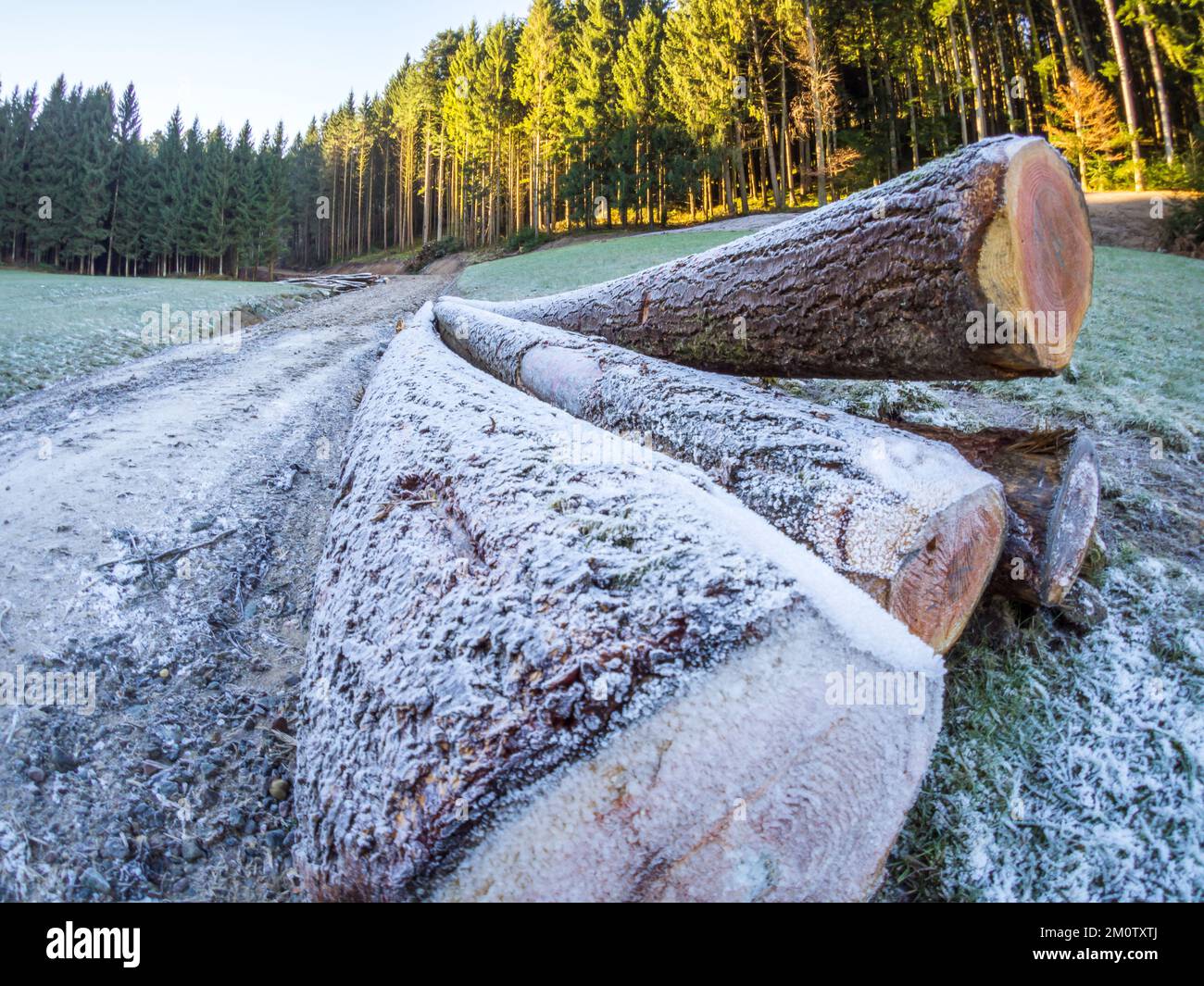 Felled tree trunks with snow Stock Photo - Alamy