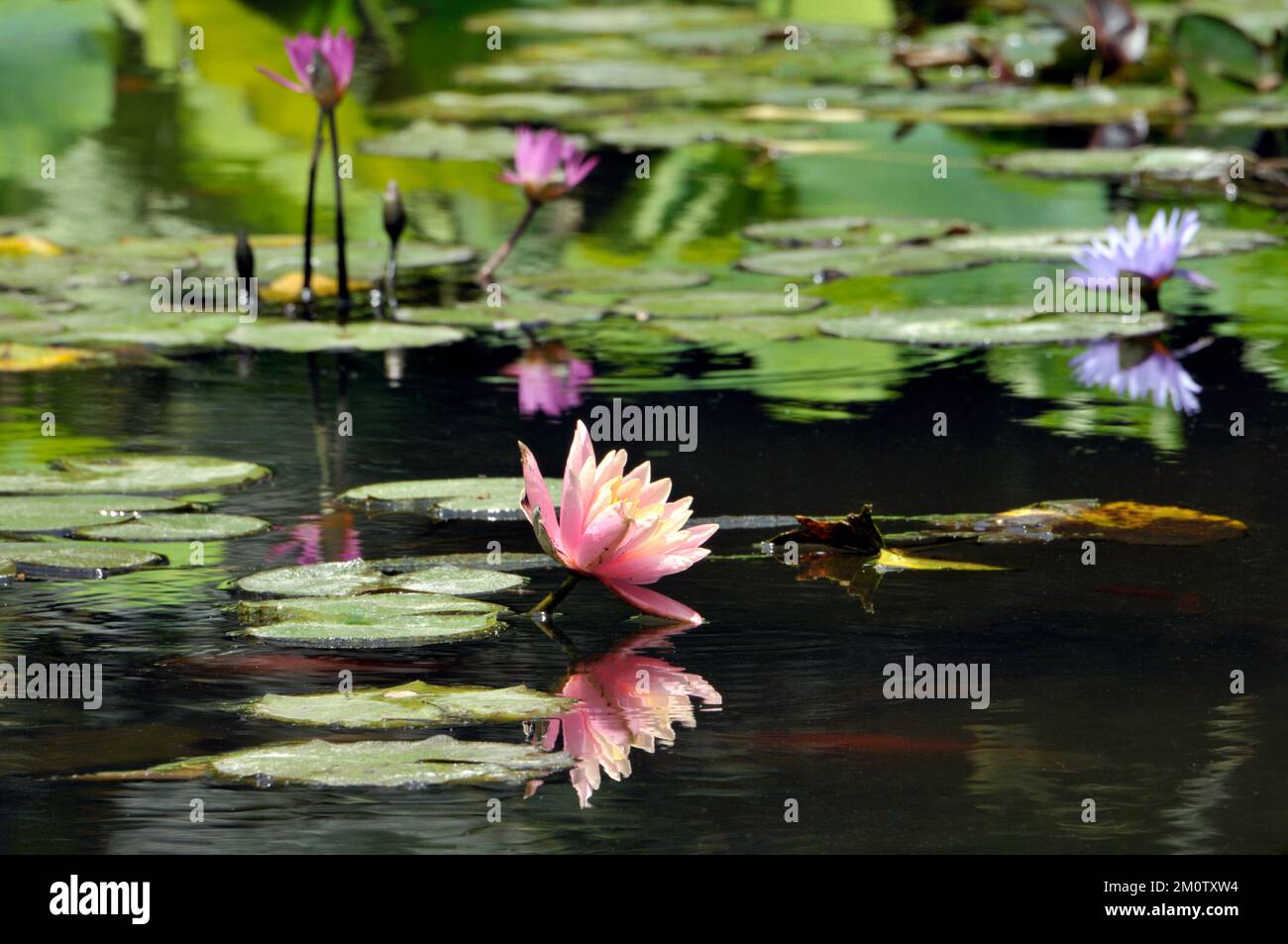 Blossoming lotus flower Stock Photo - Alamy