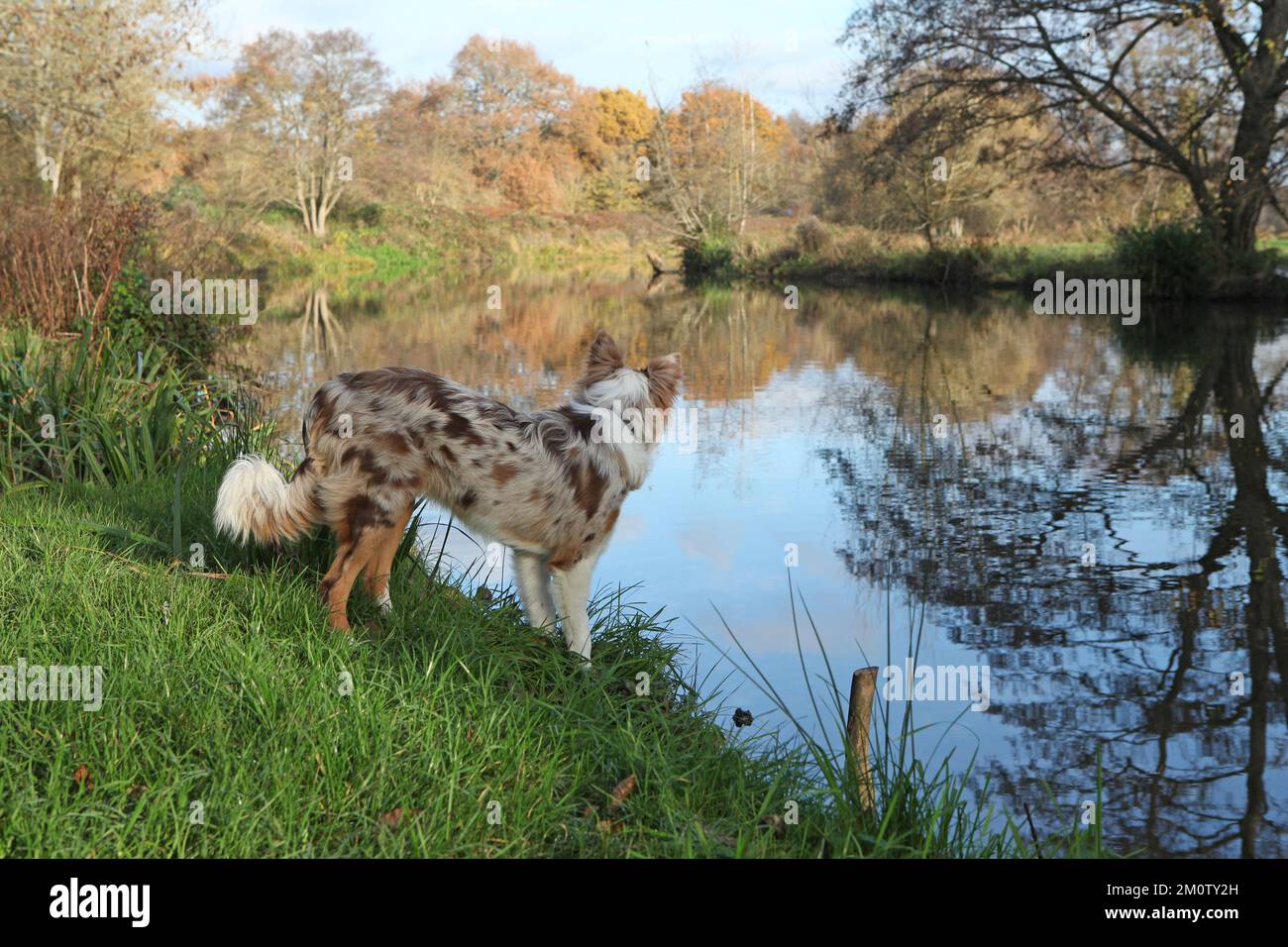 A tri colour red merle border collie seven month old puppy, stood on a ...