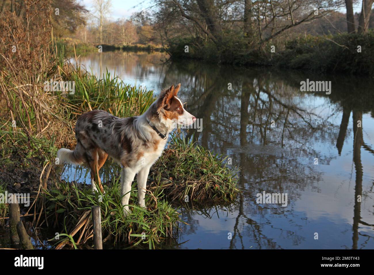 A tri colour red merle border collie seven month old puppy, stood on a ...