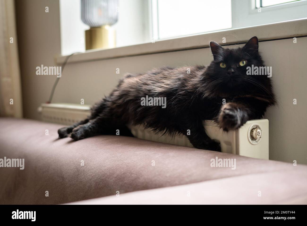 Cat lazy heater hi-res stock photography and images - Alamy