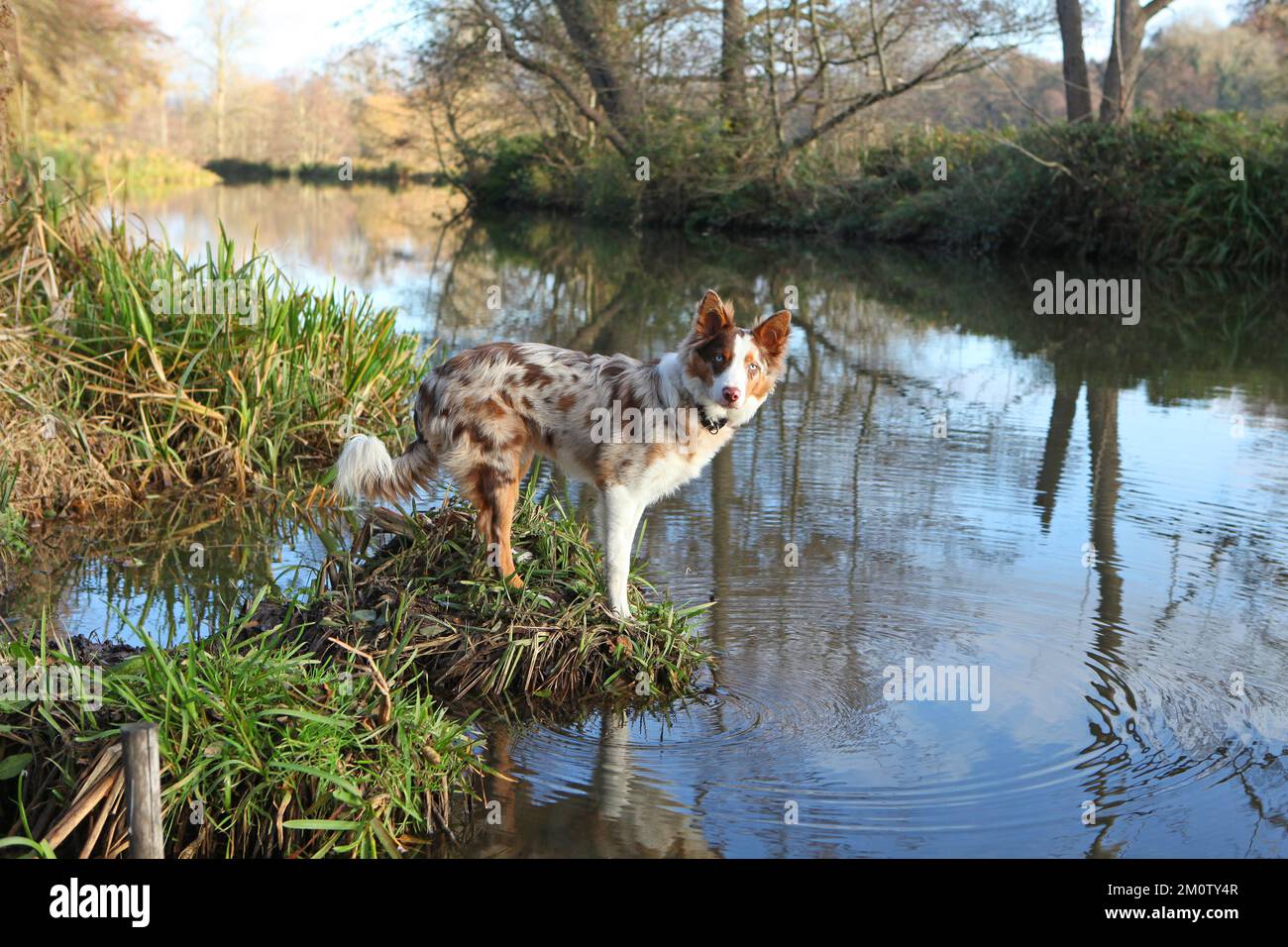 A tri colour red merle border collie seven month old puppy, stood on a ...