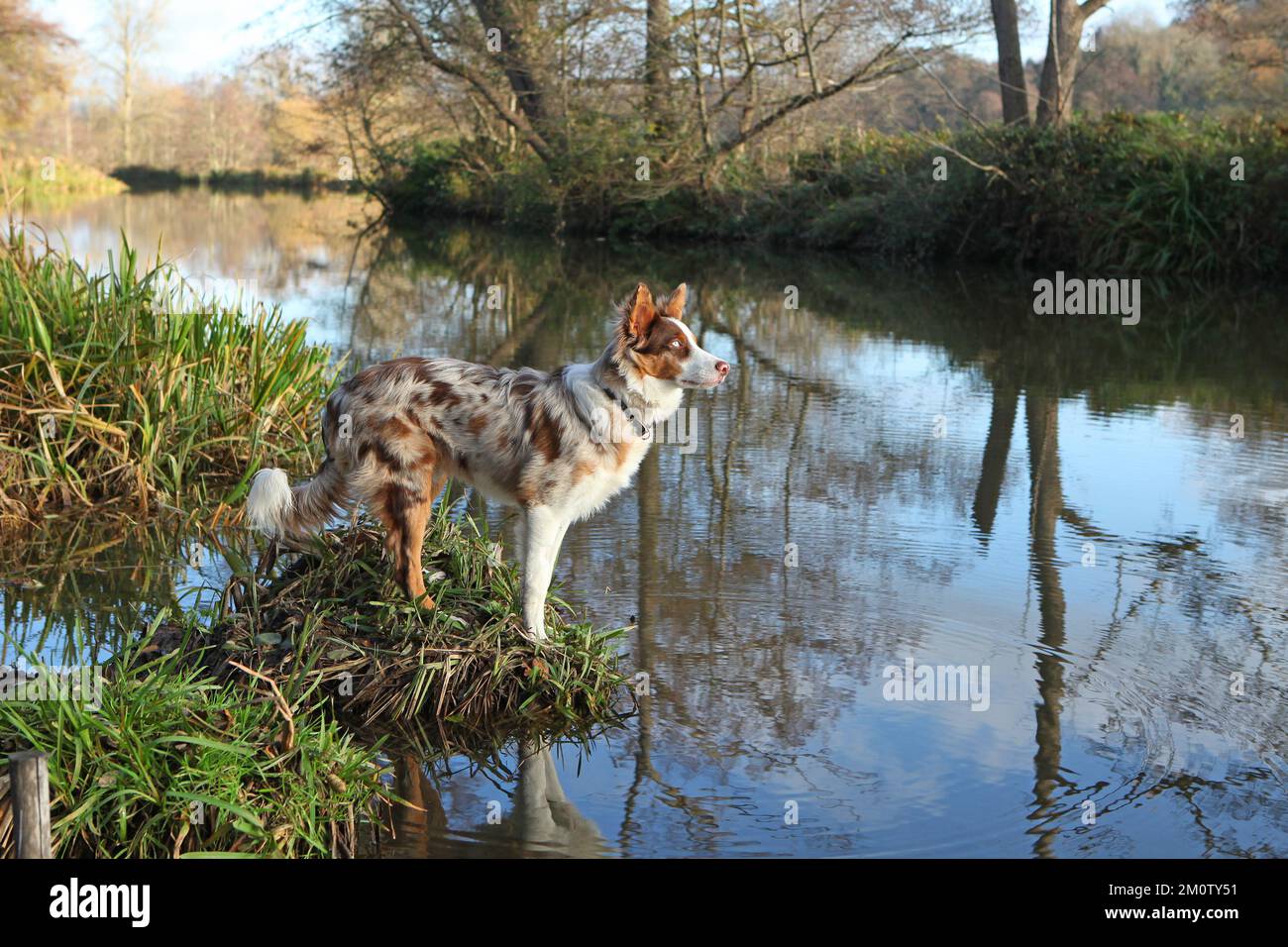 A tri colour red merle border collie seven month old puppy, stood on a ...