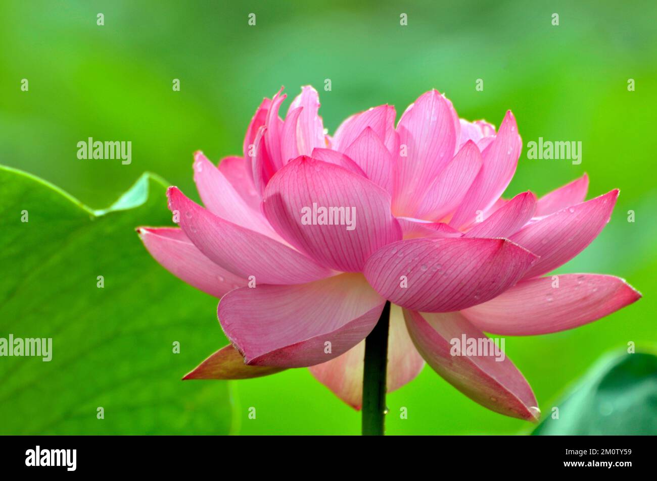 Blossoming lotus flower Stock Photo - Alamy