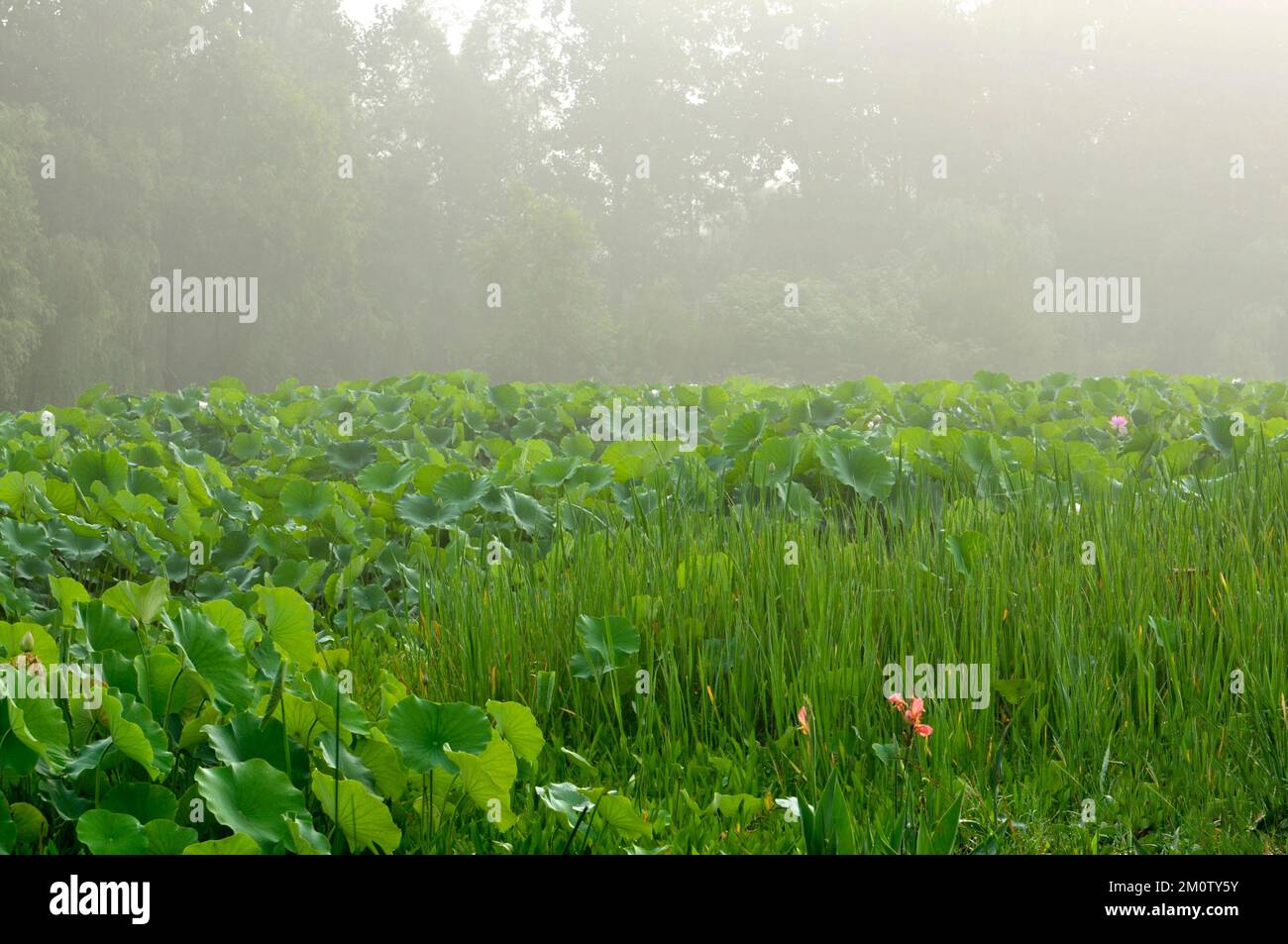 Blossoming lotus flower Stock Photo - Alamy