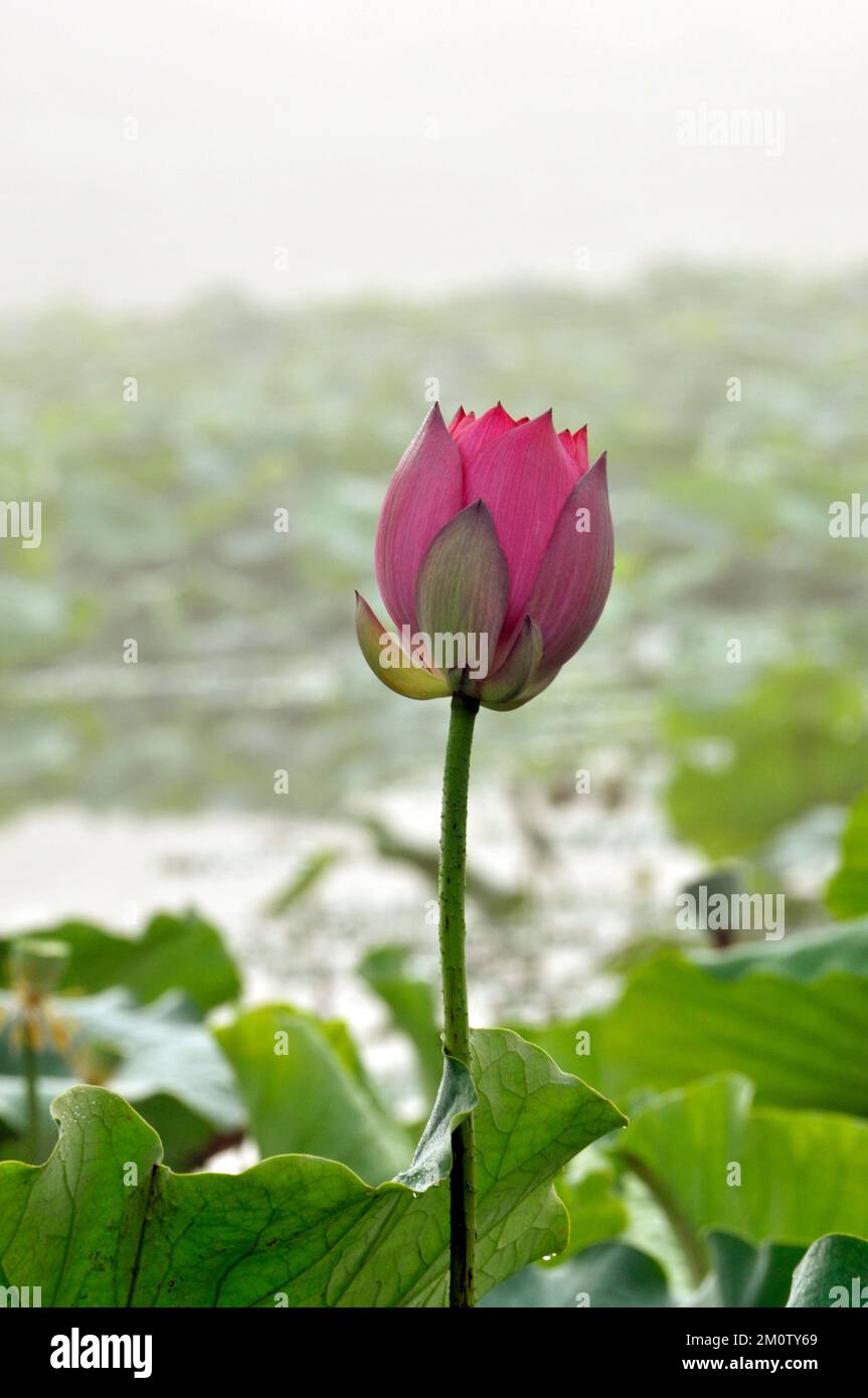 Blossoming lotus flower Stock Photo - Alamy