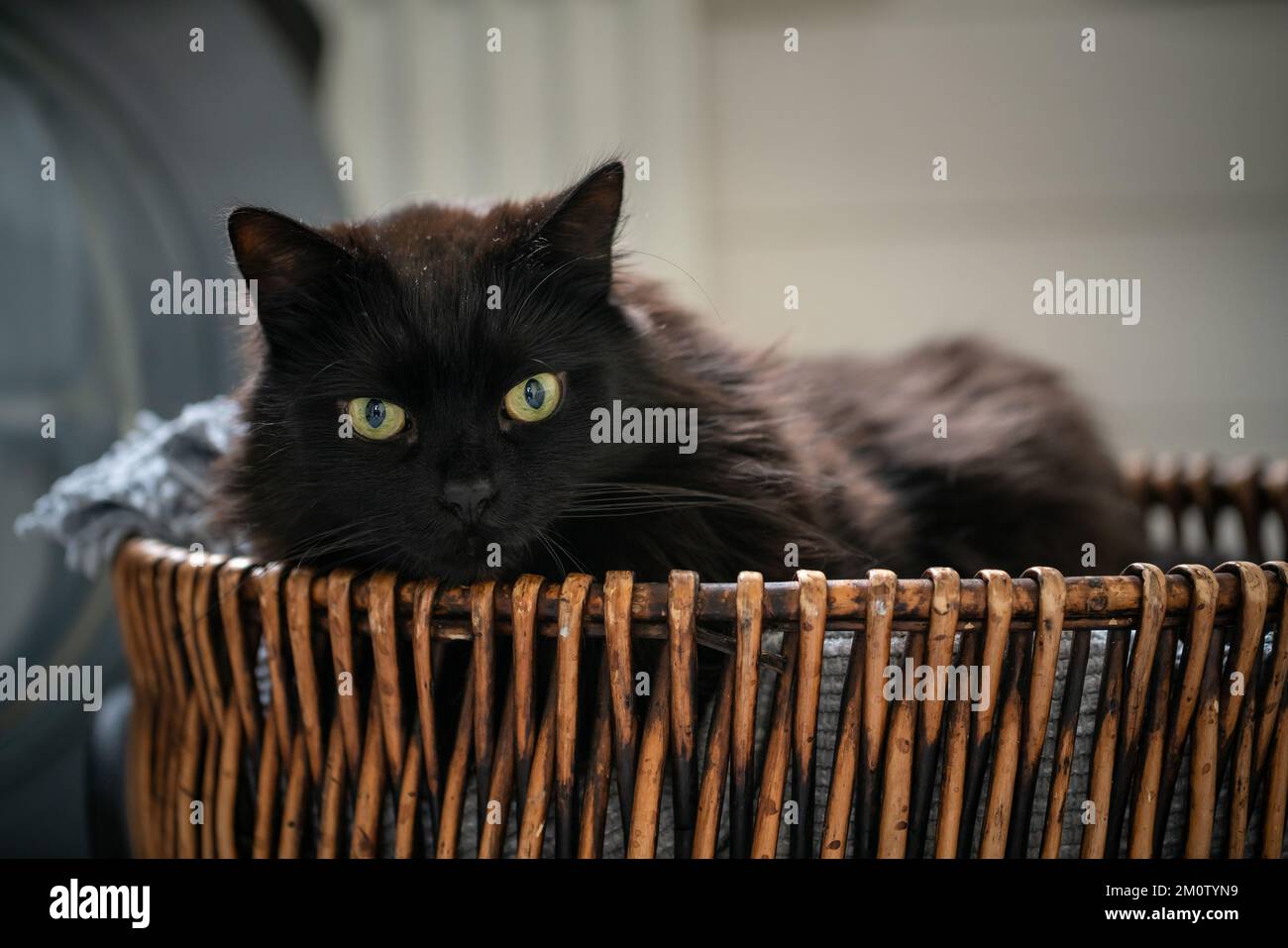 Black cat laying down in wicker bathroom basket. Lazy domestic pet ...
