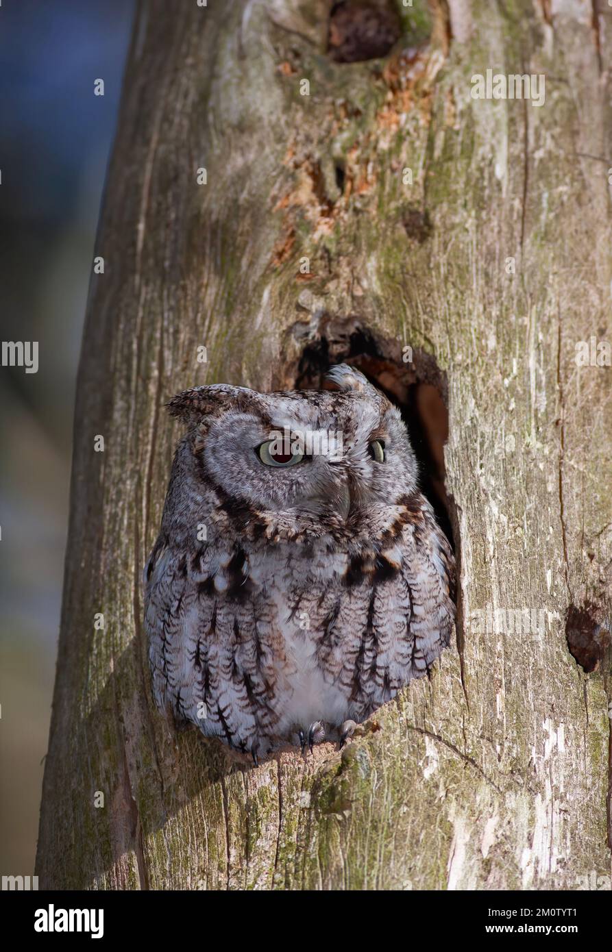 Eastern screech owl with eyes open hunts from his nest in tree in ...
