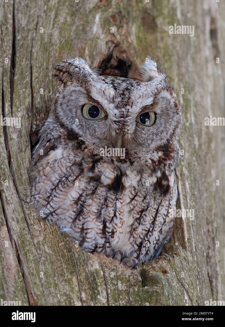Eastern screech owl with eyes open hunts from his nest in tree in ...