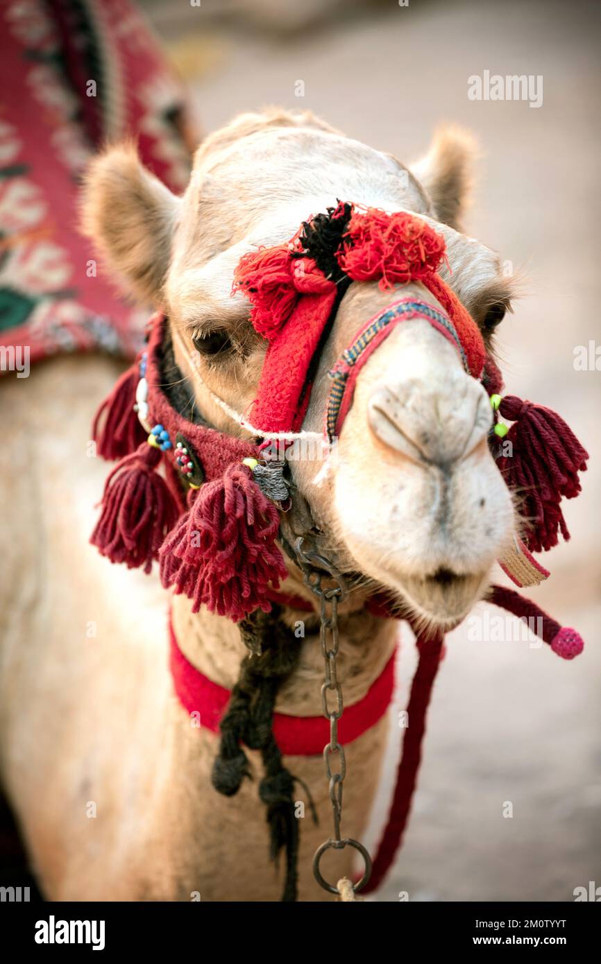 Camel close-up portrait under rocks in Petra, Jordan Stock Photo - Alamy