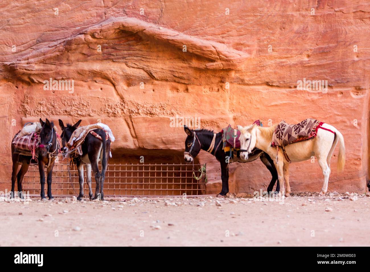 Sad donkeys with saddle standing in Petra ancient cave city, Jordan ...