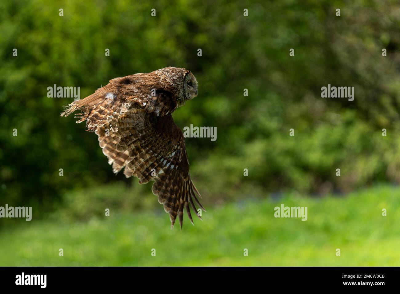 Tawny Owl (Strix aluco) a woodland hunter bird of prey swooping with ...