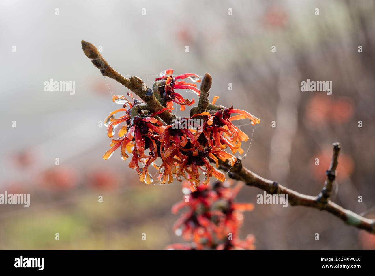 Hamamelis x Intermedia 'Diane' (witch hazel) a winter spring flowering ...
