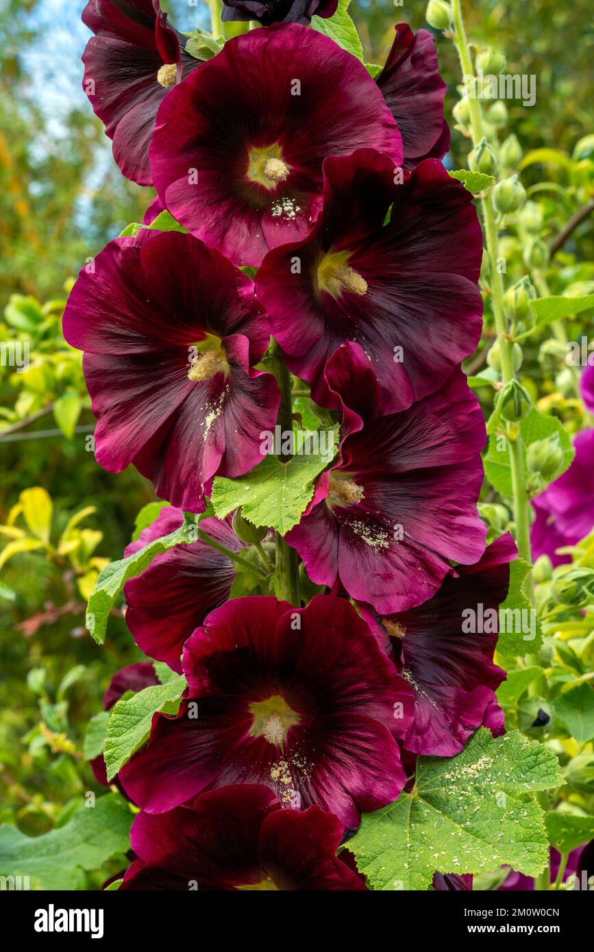 Alcea 'Burgundy Towers' (althaea rosea) a tall flowering plant commonly ...