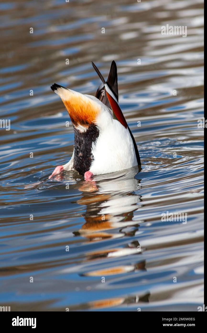 Mooning hi-res stock photography and images - Alamy
