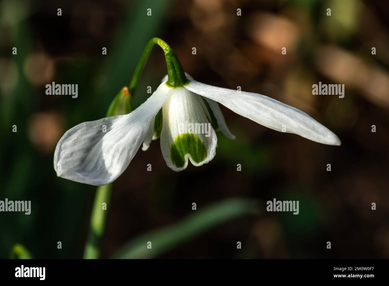 Hippolyta hi-res stock photography and images - Alamy