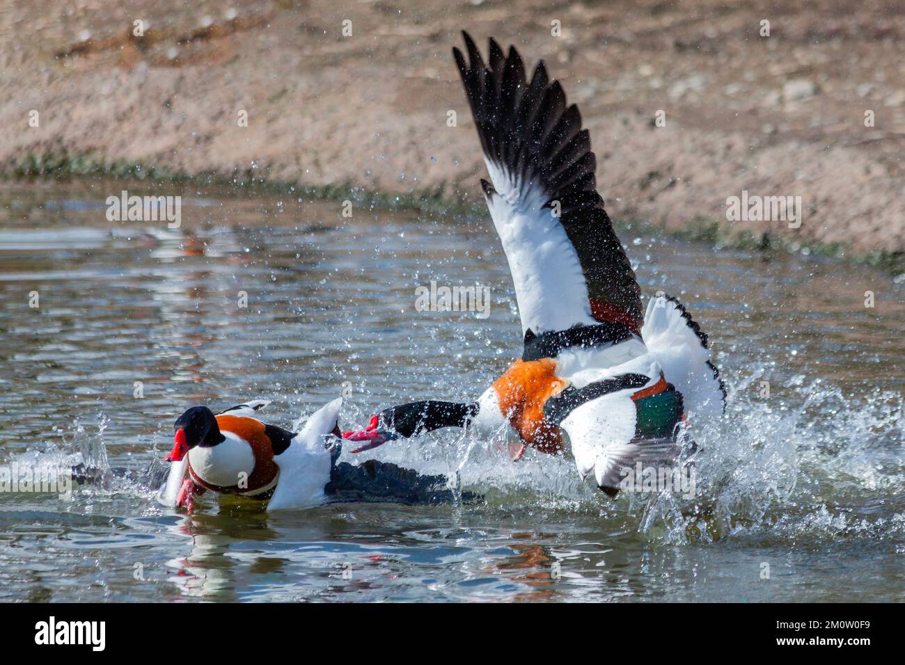 Two Common Shelduck duck (Tadorna tadorna) aggressively fighting and ...