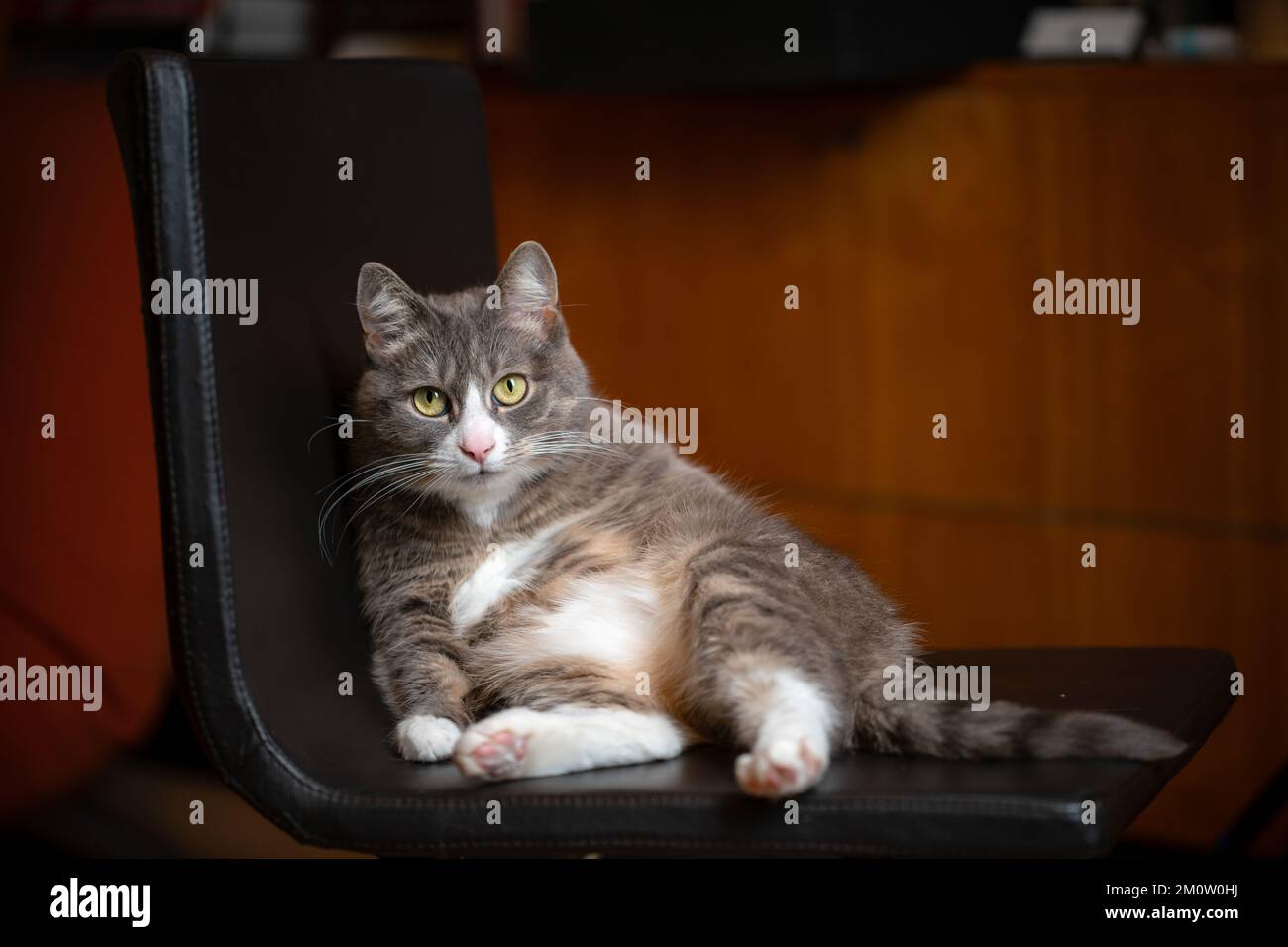 Domestic cat lazy humor hi-res stock photography and images - Alamy