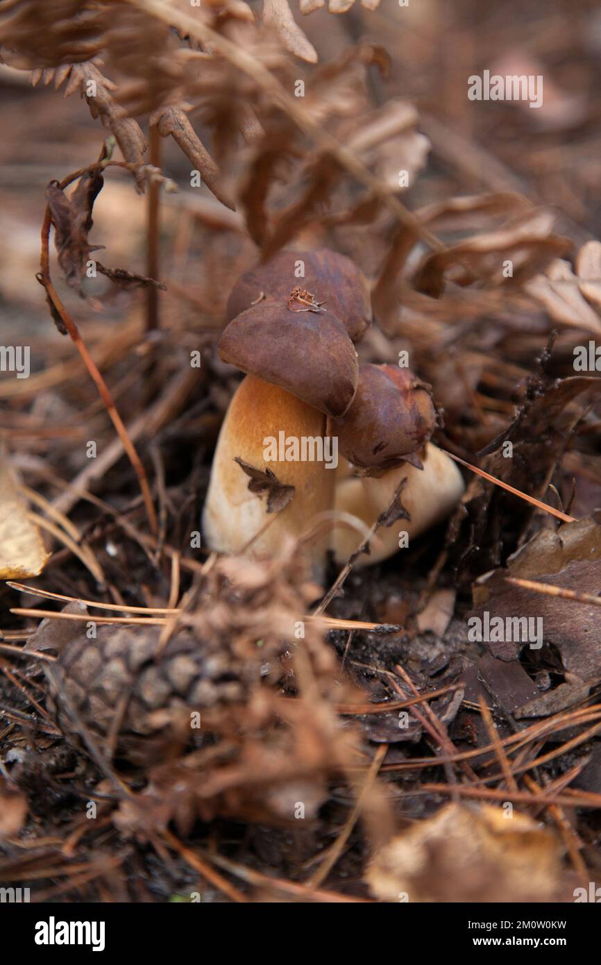 Family of Boletus Badius, Imleria Badia or Bay Bolete growing in an ...