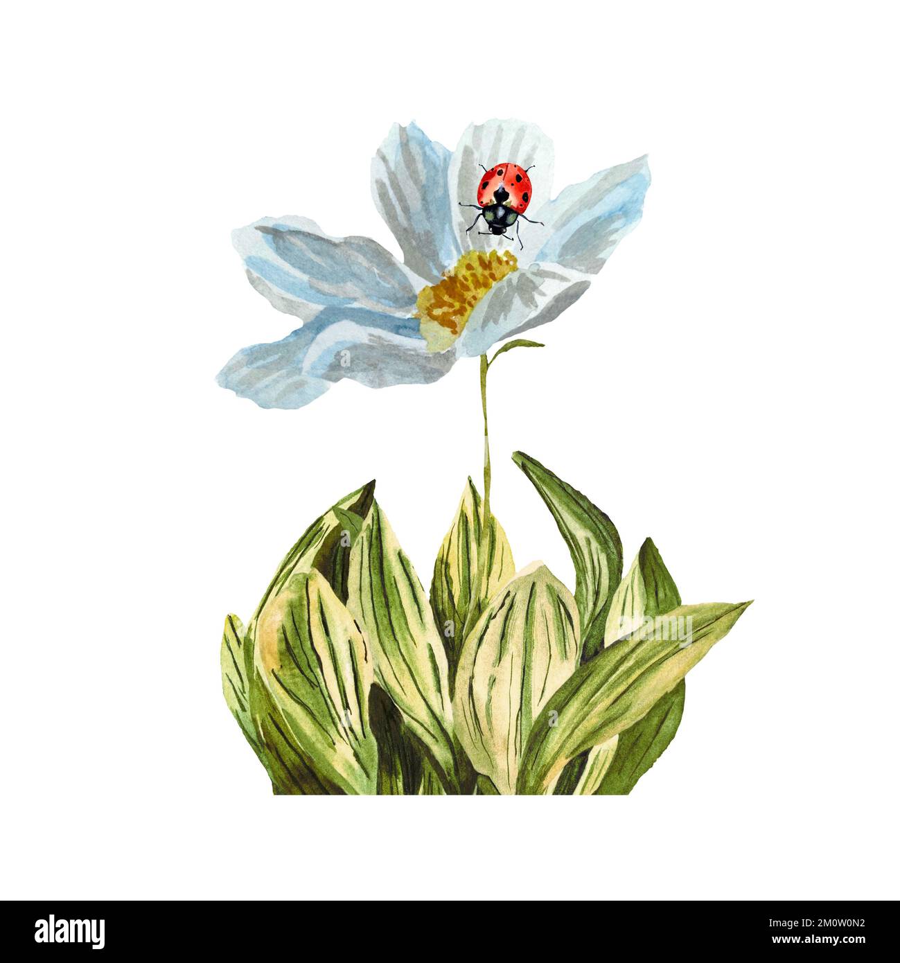 Grass daisy flower ladybug red sketch watercolor Stock Photo - Alamy