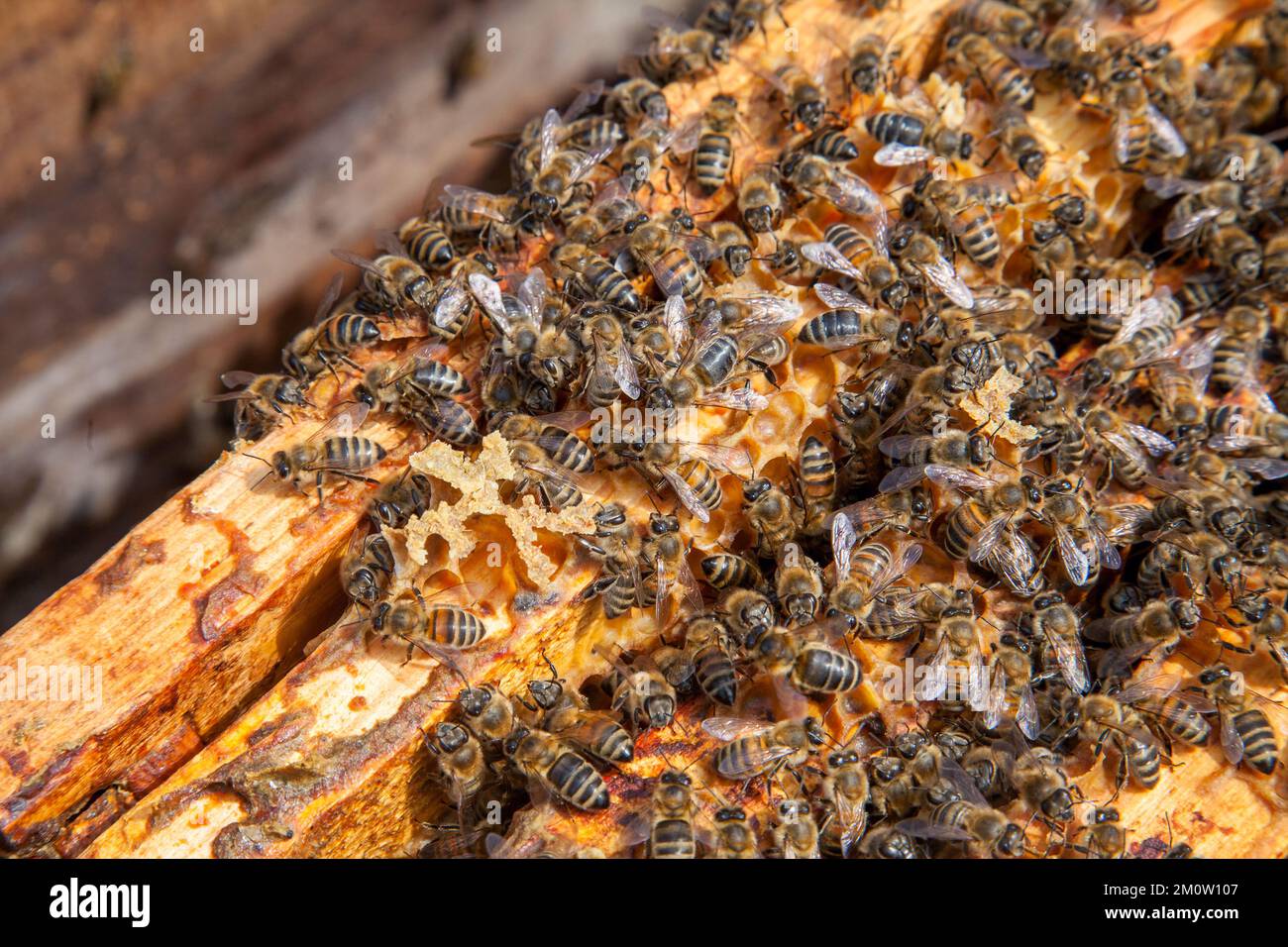 Frames of a beehive. Close up view of the opened hive body showing the ...