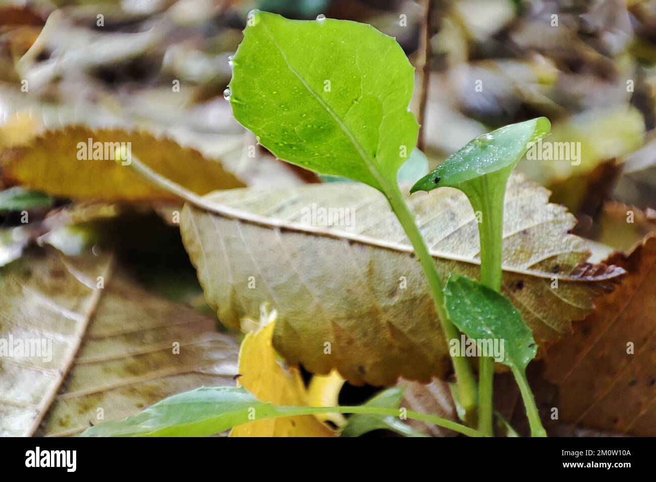 Background with an image of autumn leaves on the ground Stock Photo - Alamy