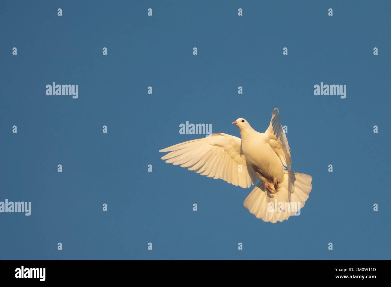 white dove of peace flies on the blue sky Stock Photo - Alamy