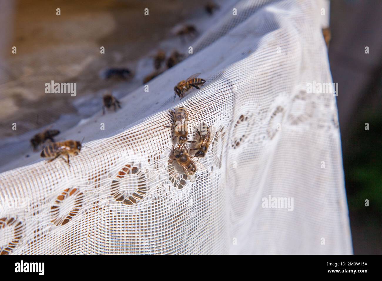Busy bees, close up view of the working bees. Bees close up showing ...
