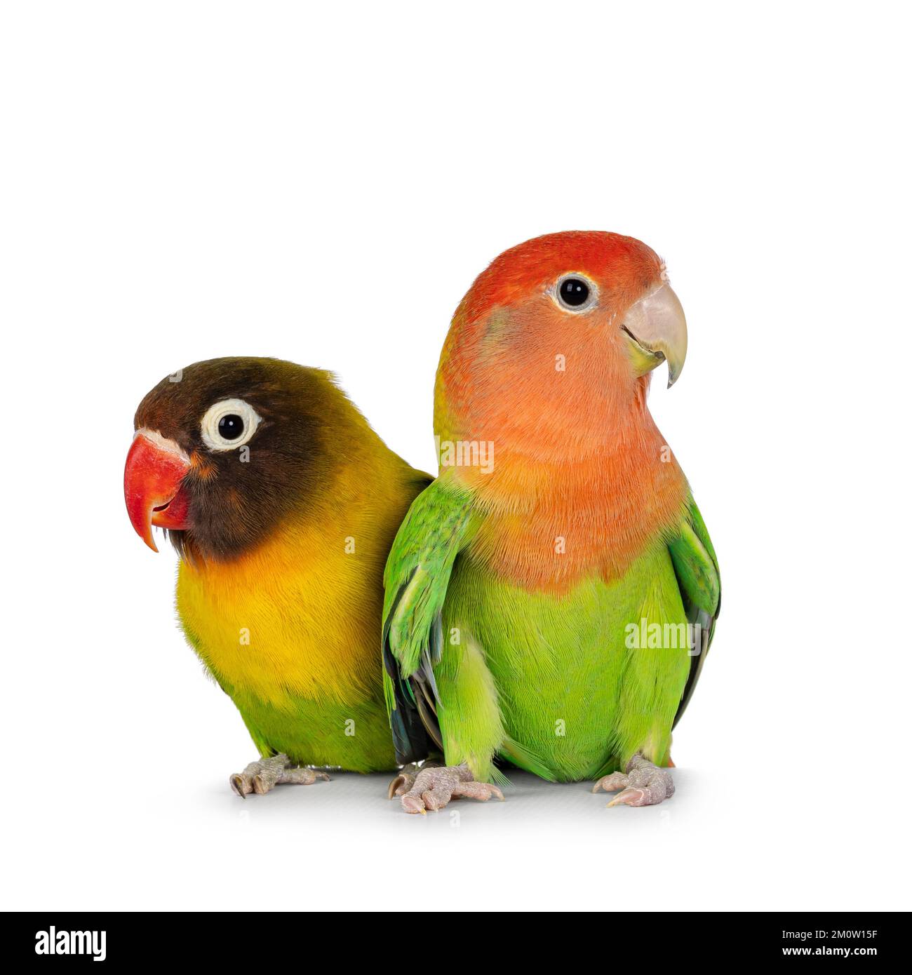 Cute pair of Lovebirds aka Agapornis, sitting close together on flat ...