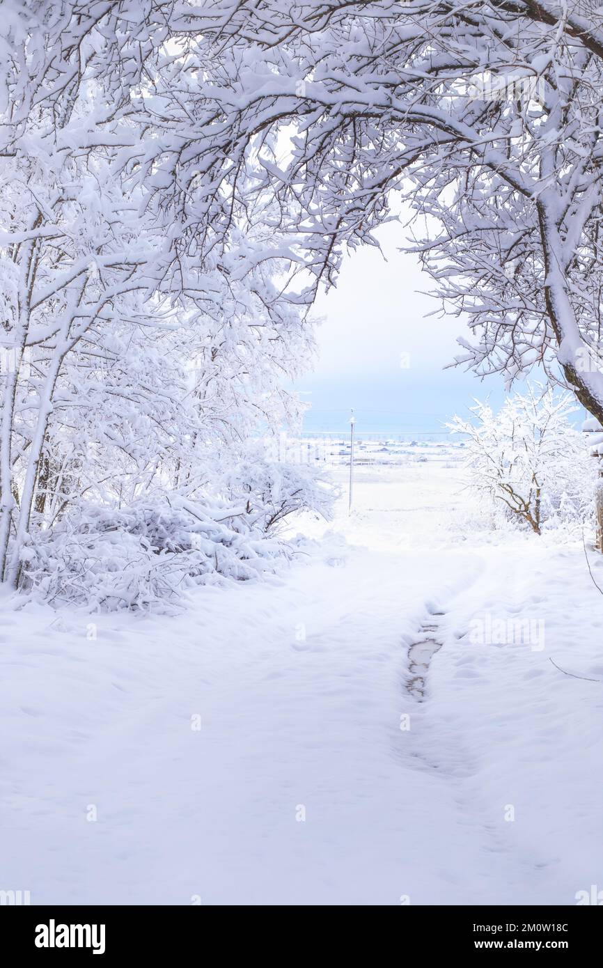 Beautiful snowy vertical landscape. road in winter forest with ...