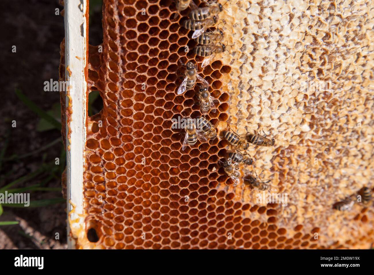 Frames of a beehive. Busy bees inside the hive with open and sealed ...