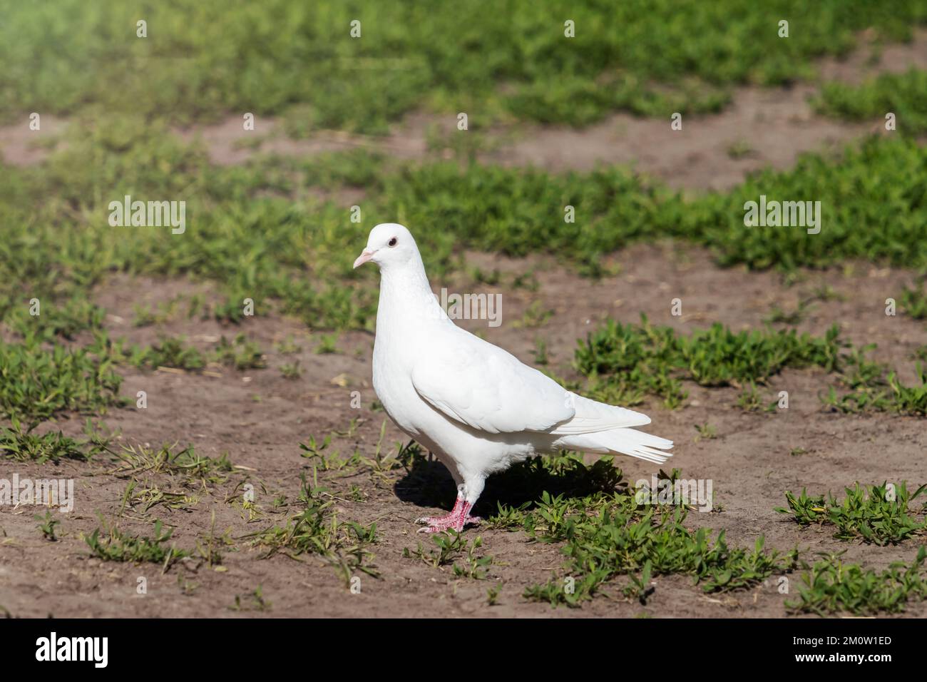 white dove stands on the ground with green grass Stock Photo - Alamy