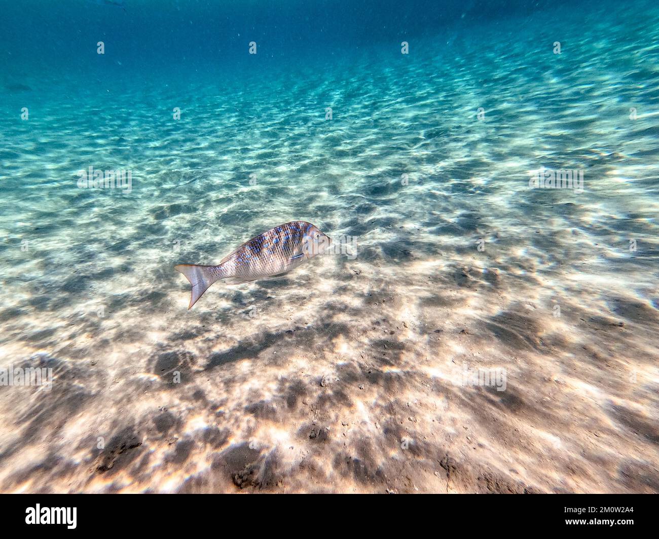 Tropical Spangled Emperor fish known as Lethrinus Nebulosus underwater ...