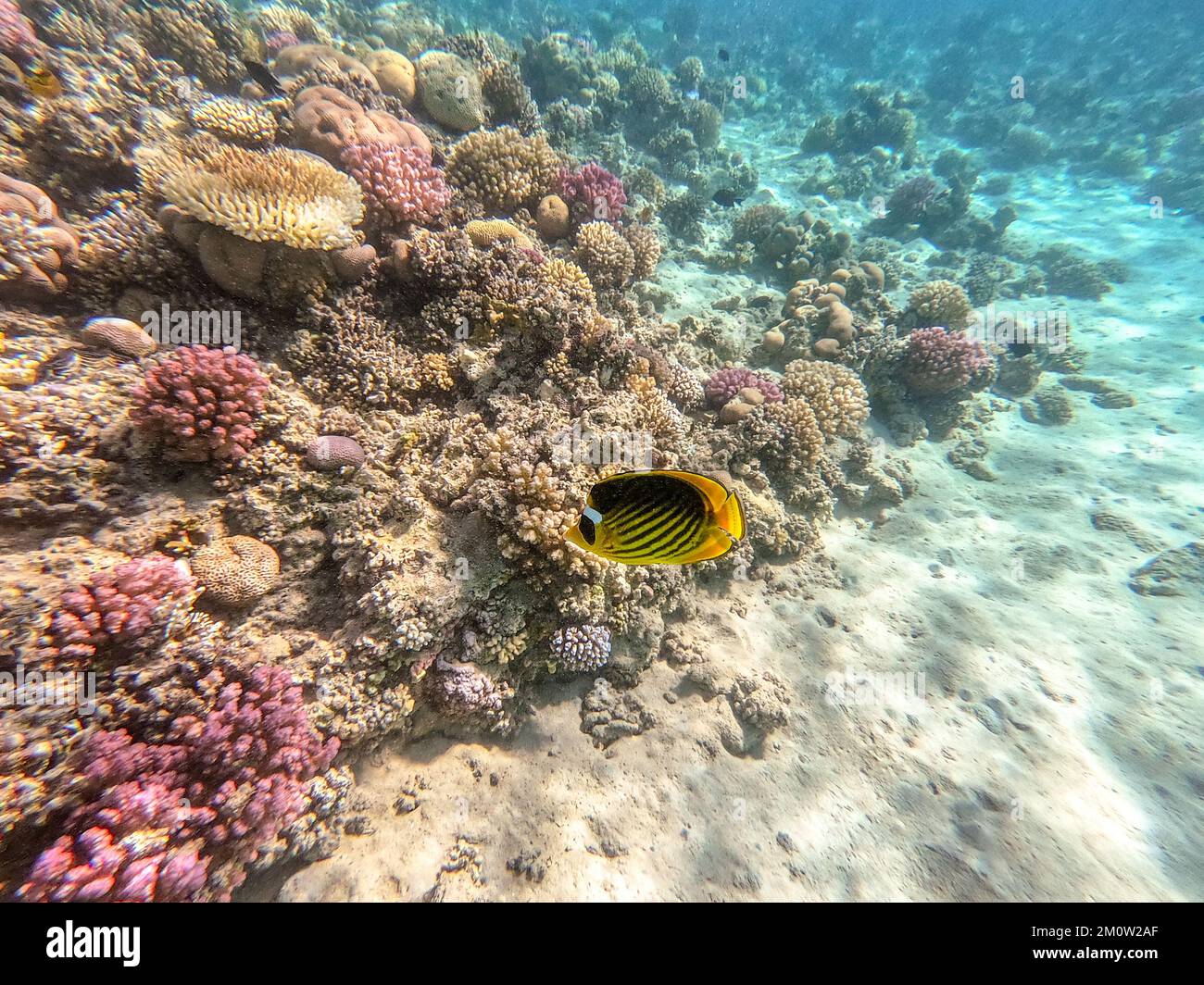 Tropical Diagonal or Raccoon butterflyfish known as chaetodon fasciatus ...