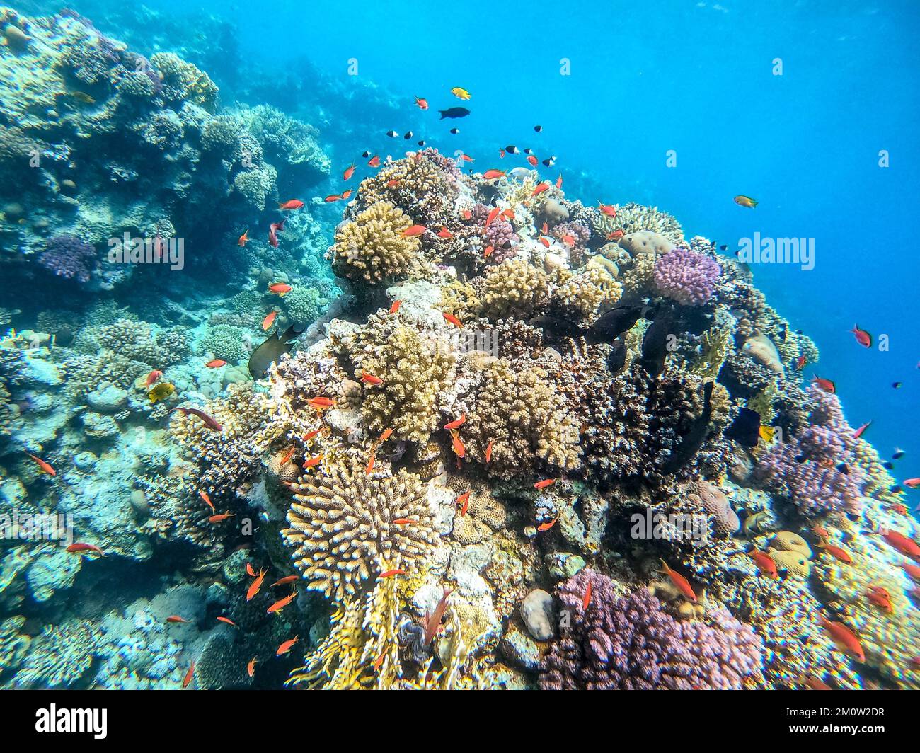 Underwater panoramic view of coral reef with shoal of Lyretail anthias ...