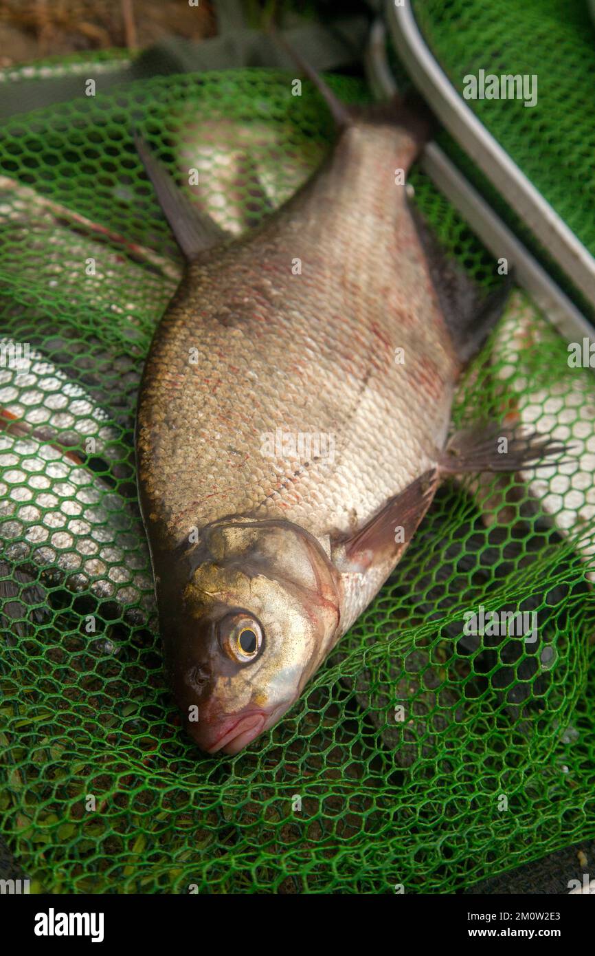 Good catch. Close up view of just taken from the water big freshwater ...