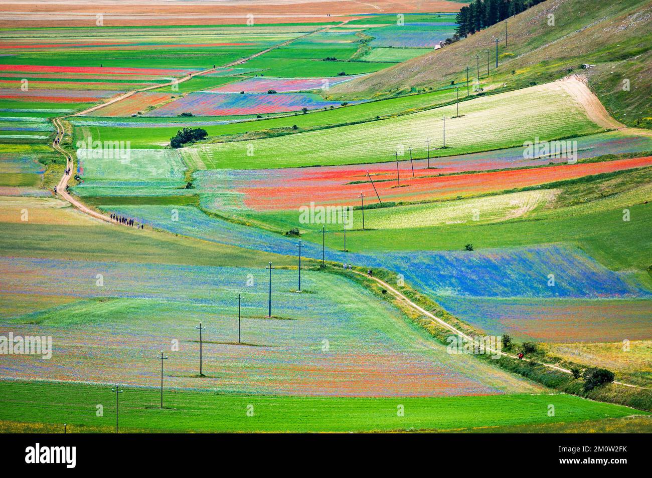 Flowering in the lentil fields in Castelluccio di Norcia Stock Photo ...