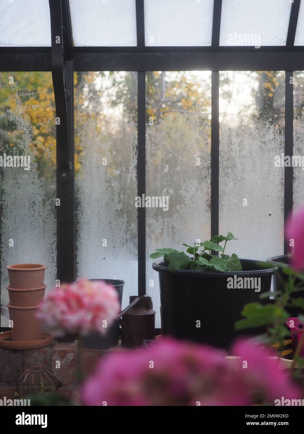 Frost on the windows of a greenhouse in winter with plants in the ...