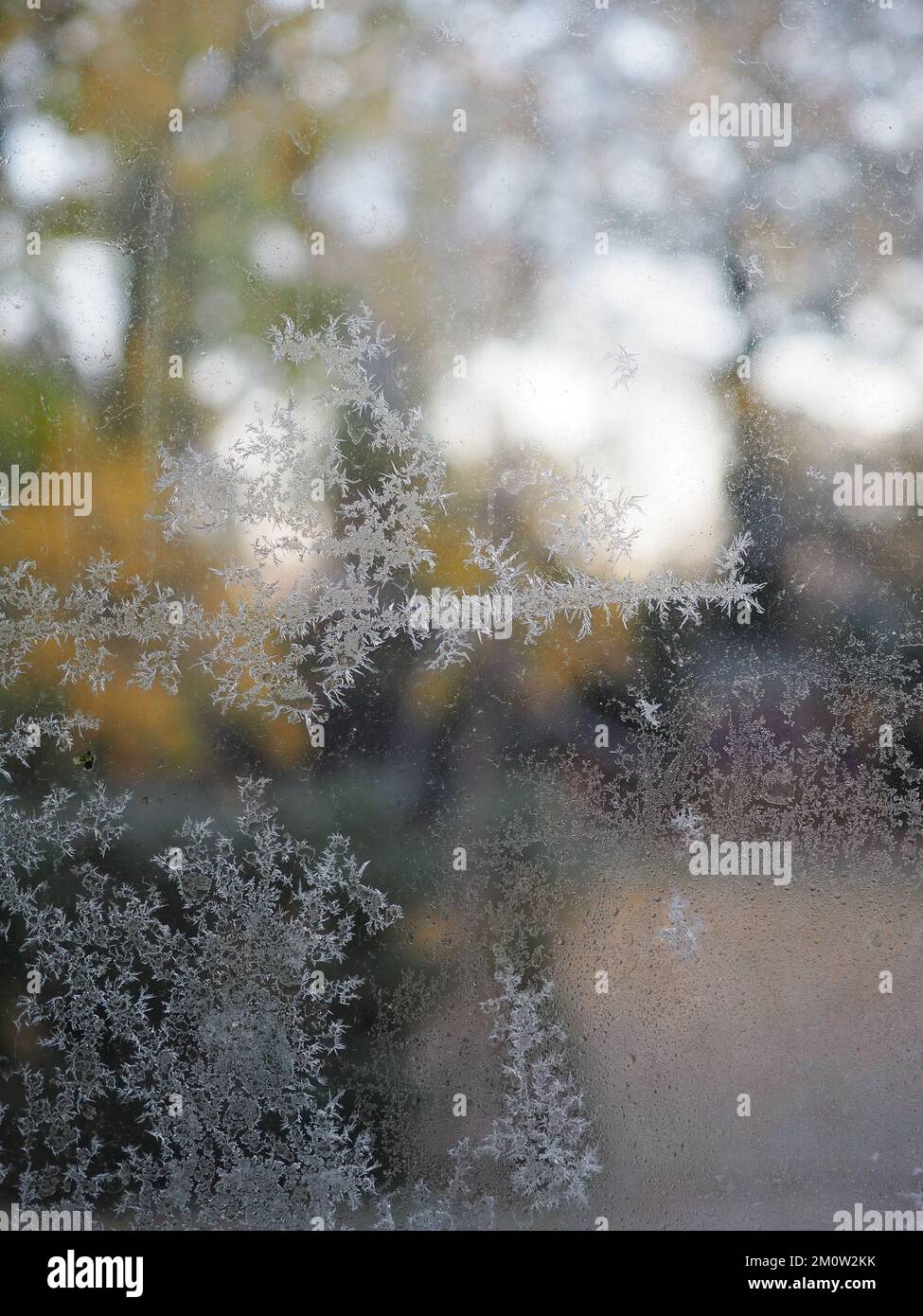 Close up of frozen ice crystal frost patterns on a greenhouse window ...