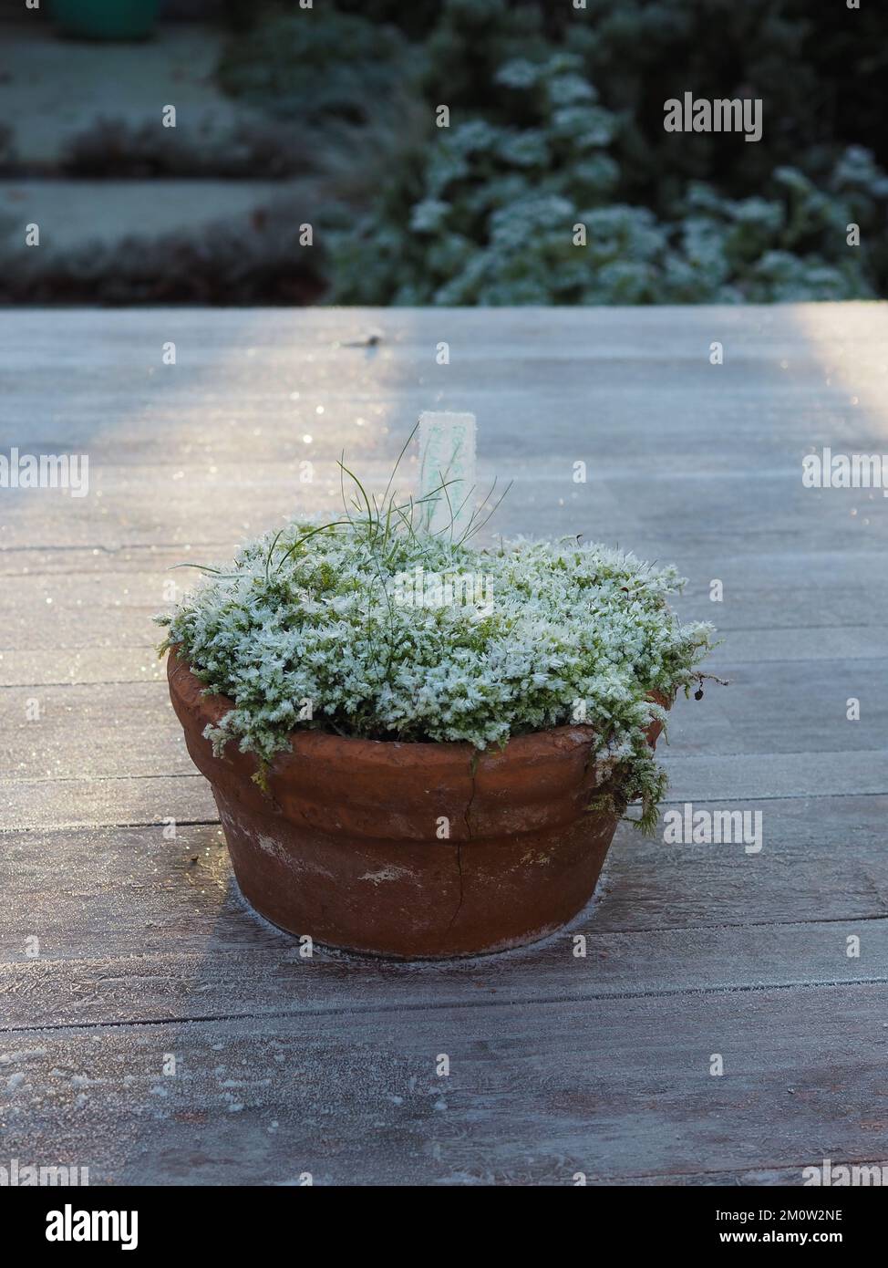 Frosted garden pots hi-res stock photography and images - Alamy