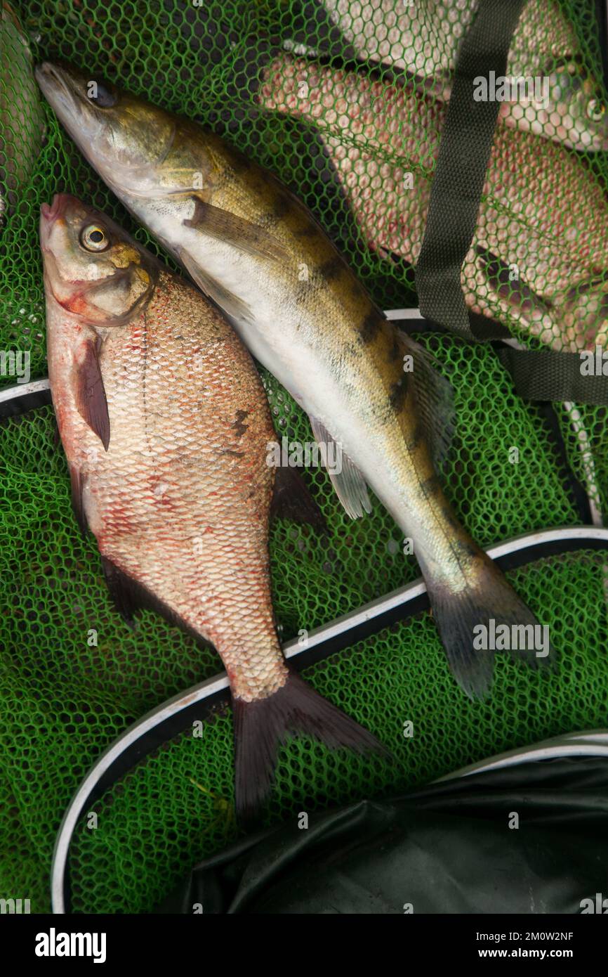 Freshwater zander fish know as sander lucioperca and common bream known ...