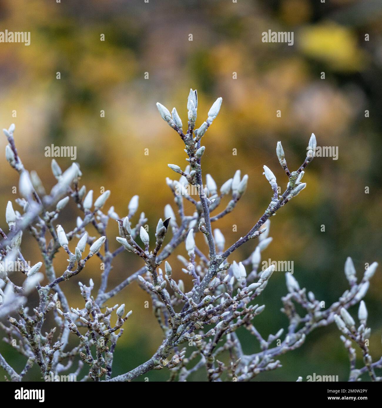 Hardy magnolia tree hi-res stock photography and images - Alamy