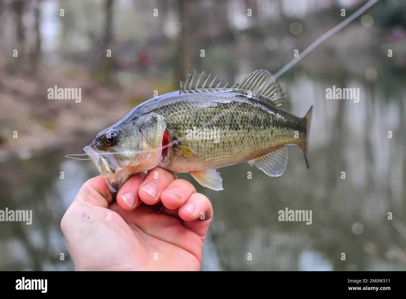 Holding great summer catch, bass fishing, fun day on the lake, fishing ...