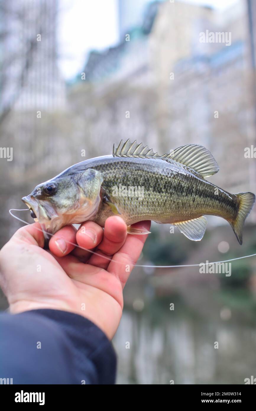 Holding great summer catch, bass fishing, fun day on the lake, fishing ...