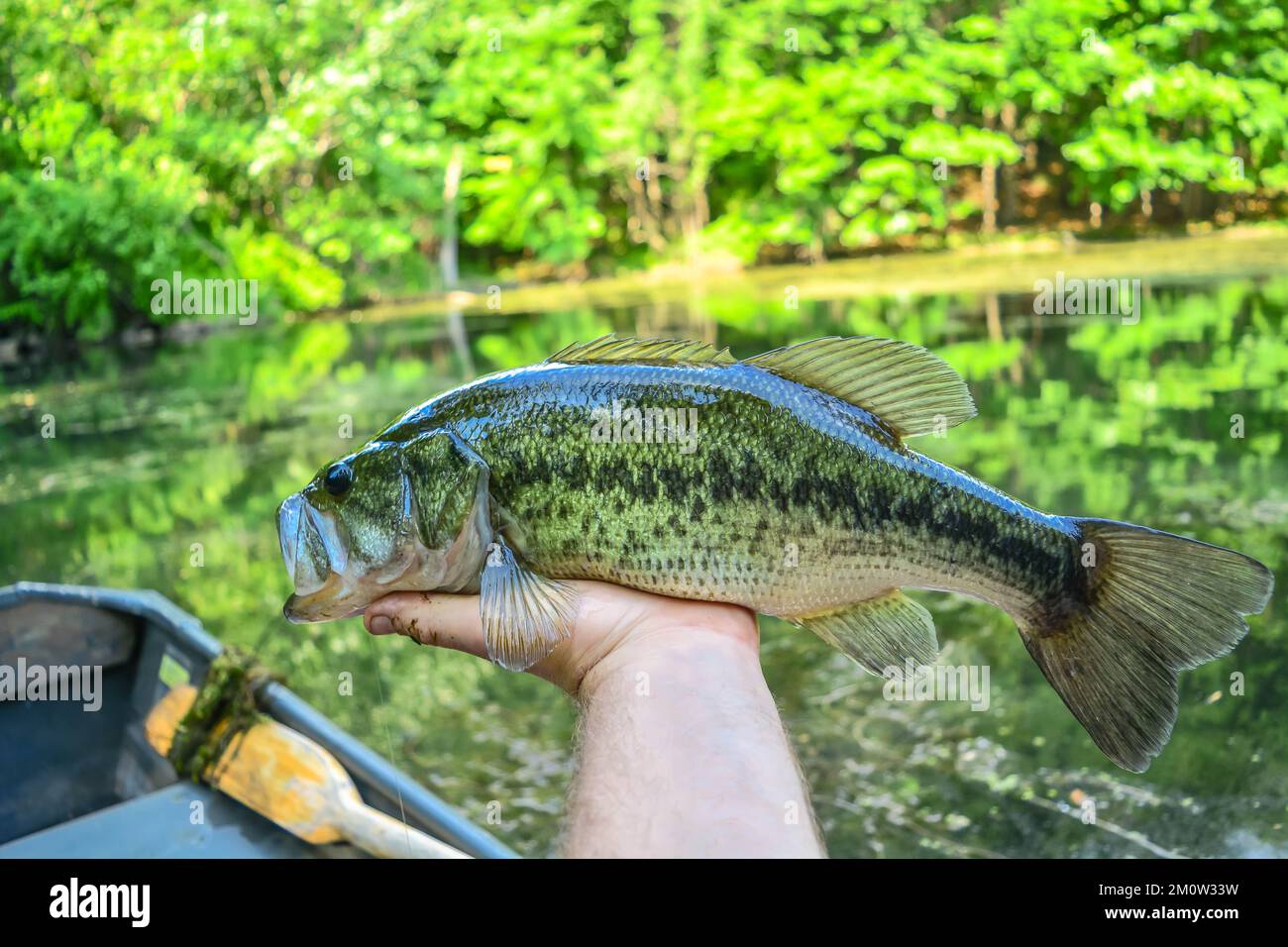 Big largemouth bass caught from a boat Stock Photo - Alamy